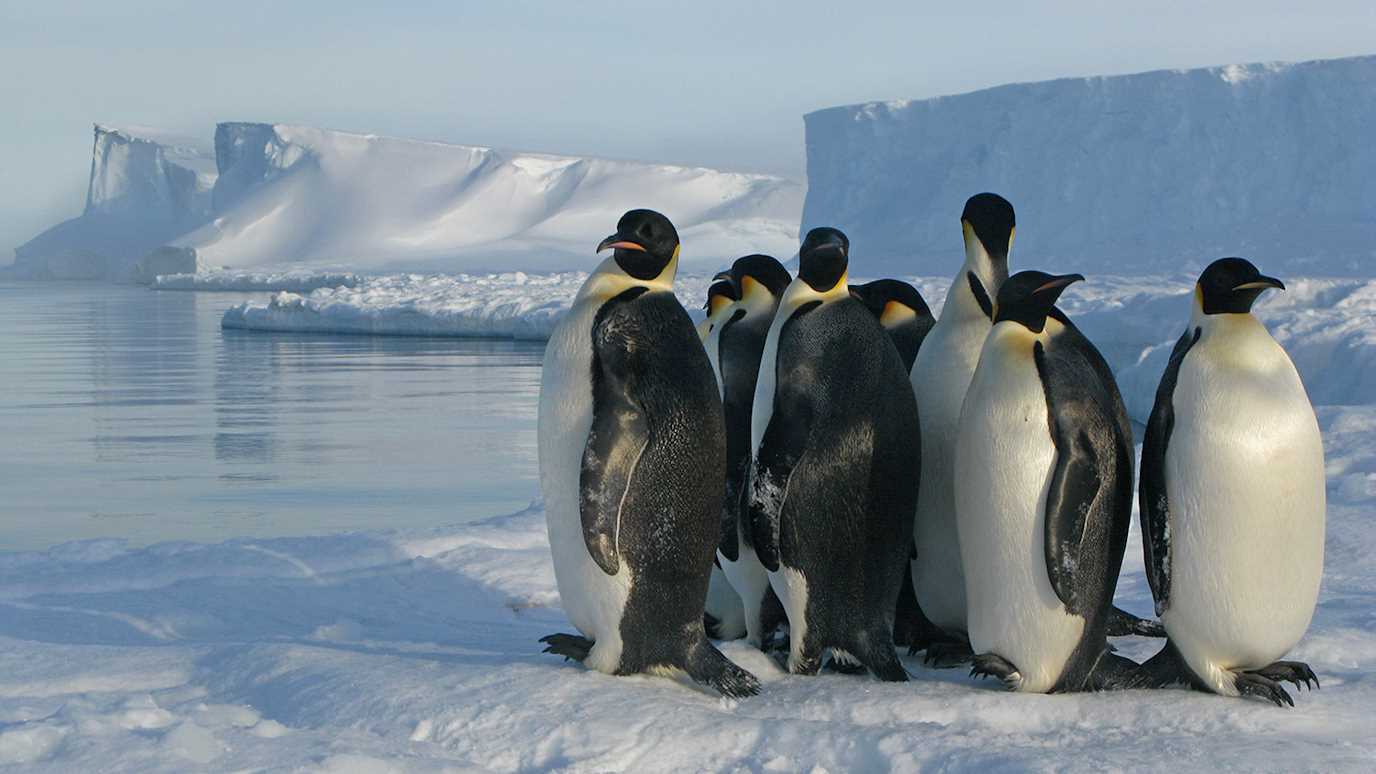 Antarctic StoryMap Collection